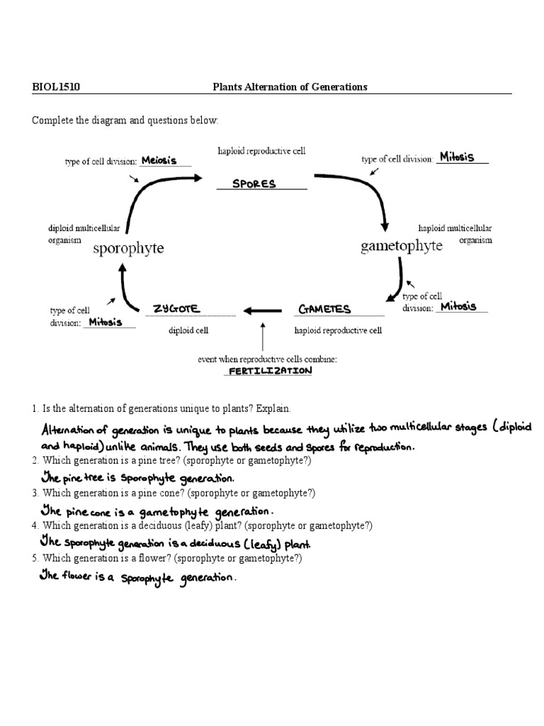 BIOL1510 Plants Alternation of Generations | PDF | Home & Garden ...
