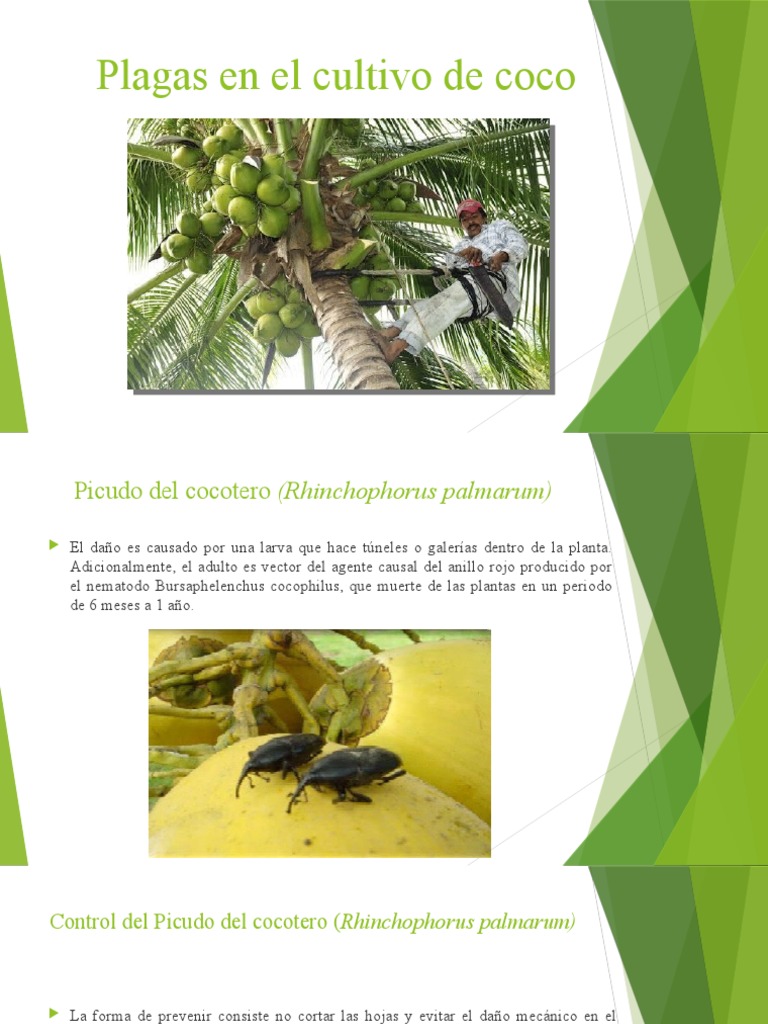 Plagas en El Cultivo de Coco | PDF | Plaga (organismo) | Control ...