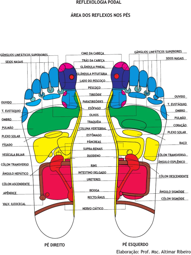 Mapa de Reflexologia Podal | PDF | Intestino delgado | Órgão (anatomia)