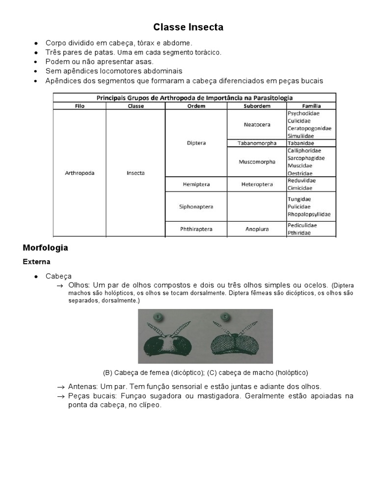 Morfologia e ciclo de vida dos insetos da classe Insecta | PDF ...