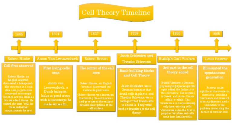 Development of The Cell Theory Timeline | PDF | Science | Cell Biology