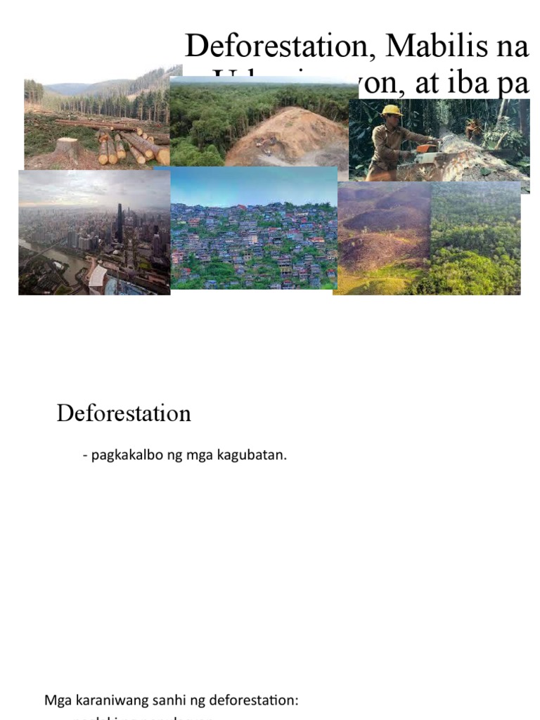 Deforestation | PDF