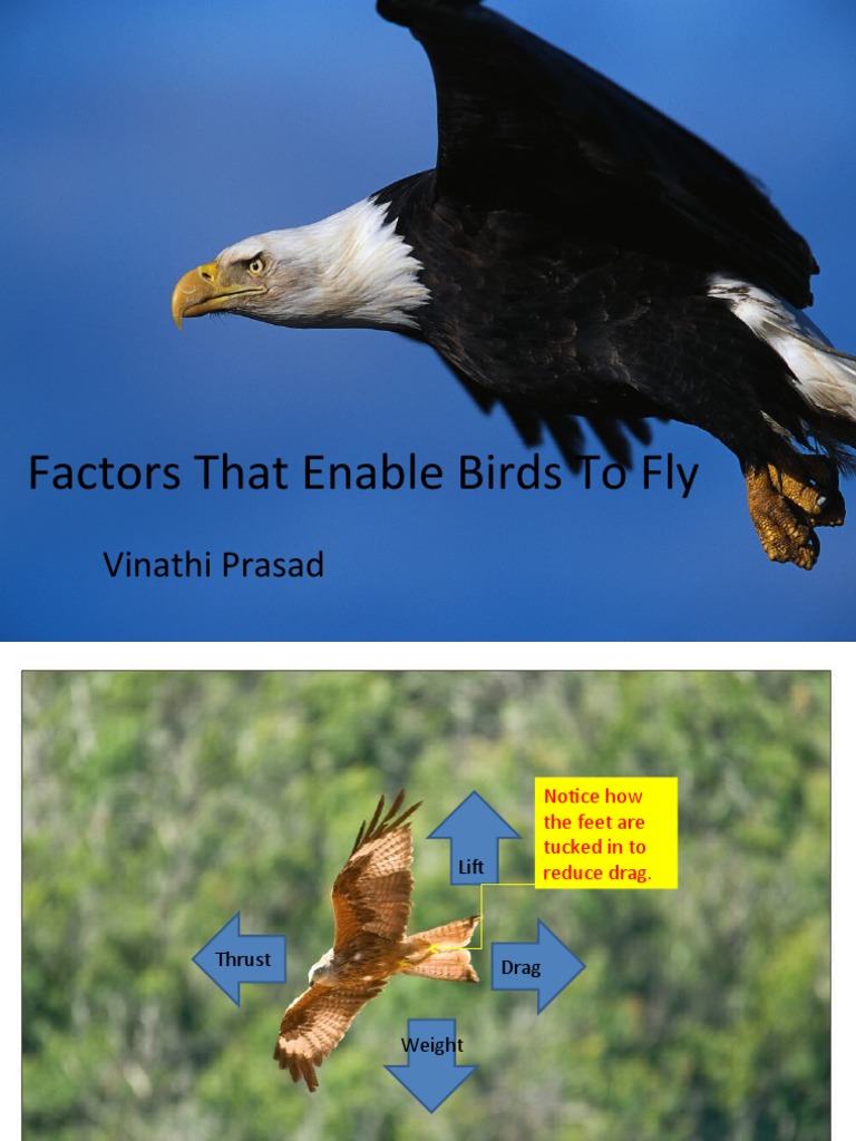 Factors That Enable Birds To Fly | PDF