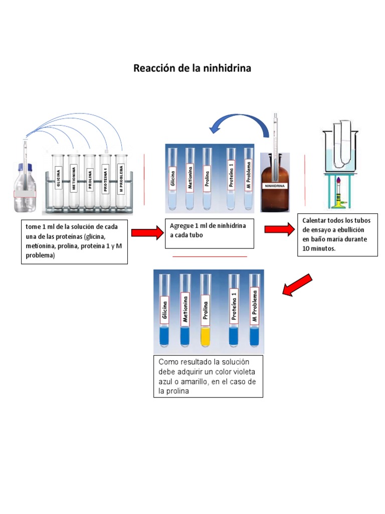 Reacción de La Ninhidrina | PDF | Proteínas | Aminoácidos