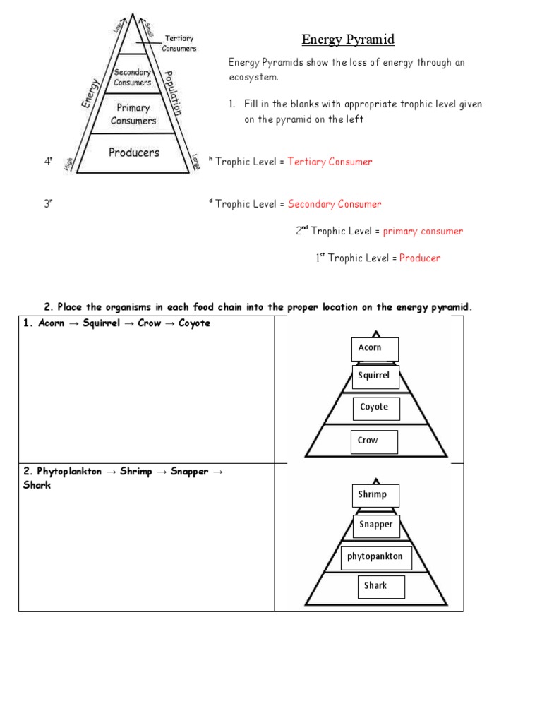 Energy Pyramid Worksheet MTI | PDF | Food Web | Organisms