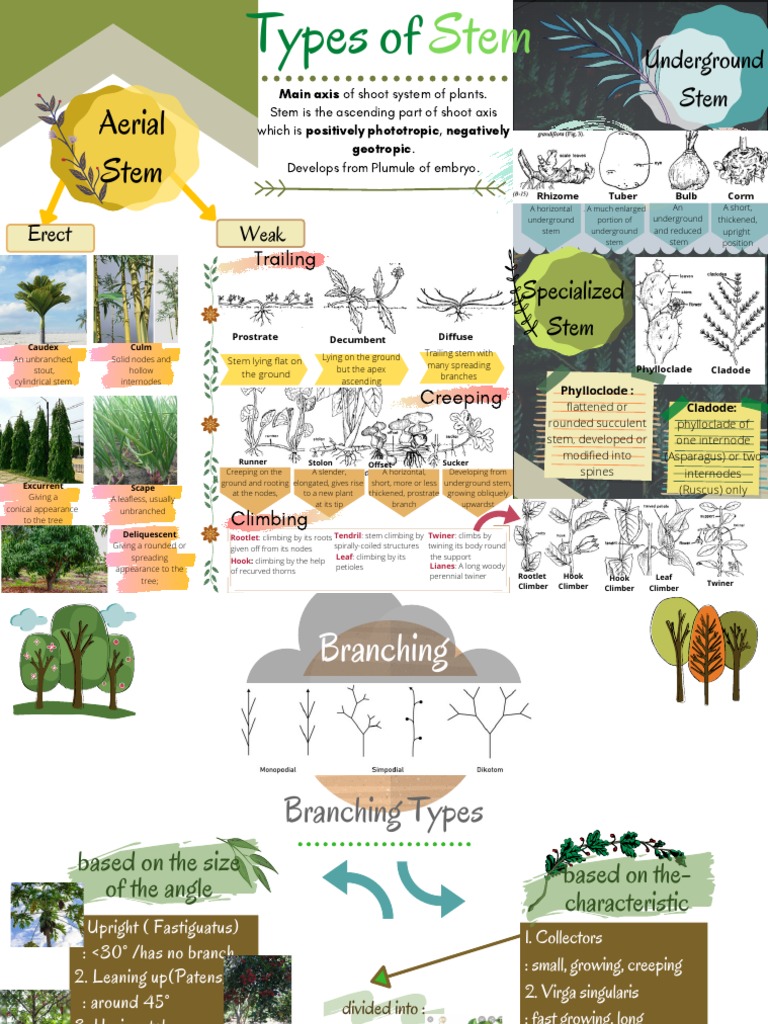 4 Stem and Branching Types | PDF | Plant Stem | Plants