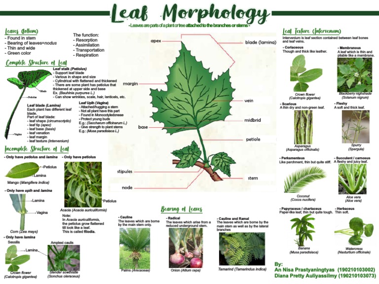 Leaves Are Parts of A Plant or Tree Attached To The Branches or Stems ...