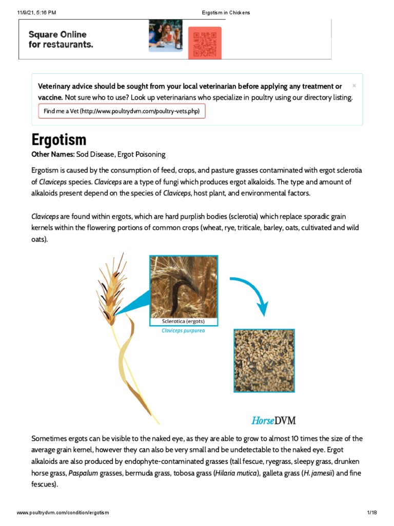 Ergotism in Chickens | PDF | Medical Specialties