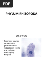 Características y ejemplos de rizópodos | PDF | Organismos | Biología