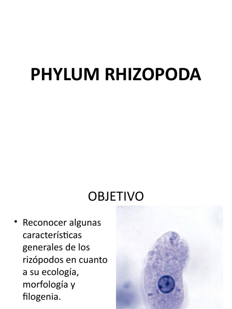 Phylum Rhizopoda | PDF | Eucariotas | Ciencias de la vida