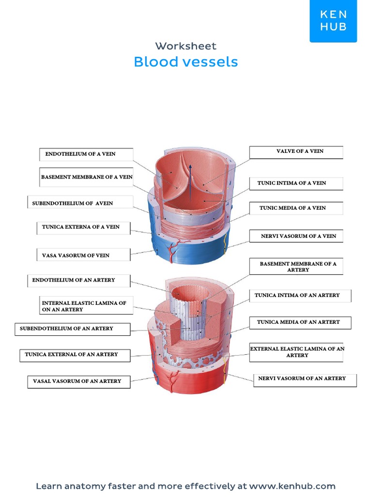 BL Ood Vessel S: Worksheet | PDF