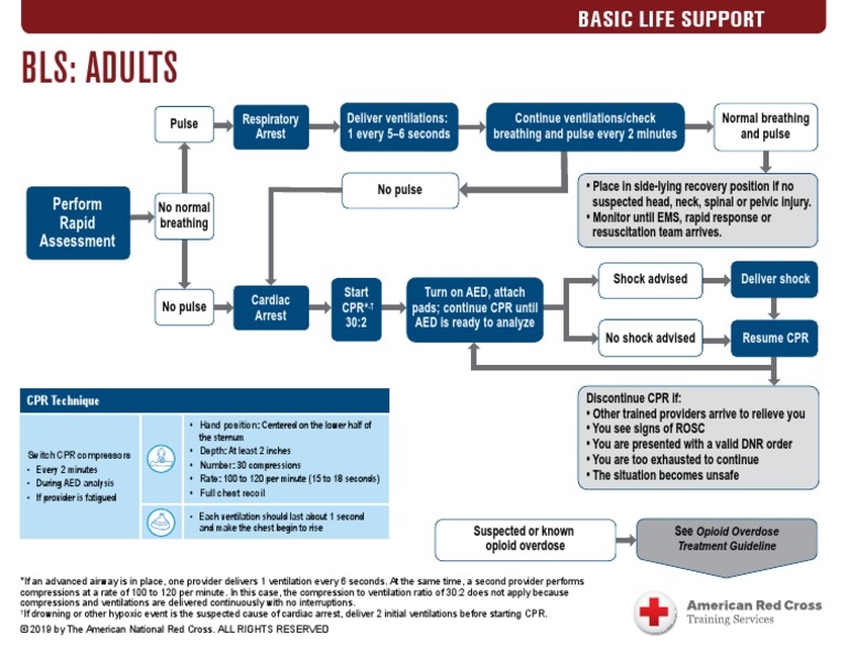 BLS: Adults: Perform Rapid Assessment | PDF | Cardiopulmonary ...