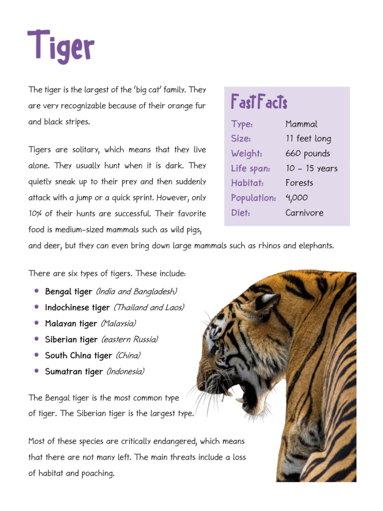 Tiger | PDF | Tiger | Felids