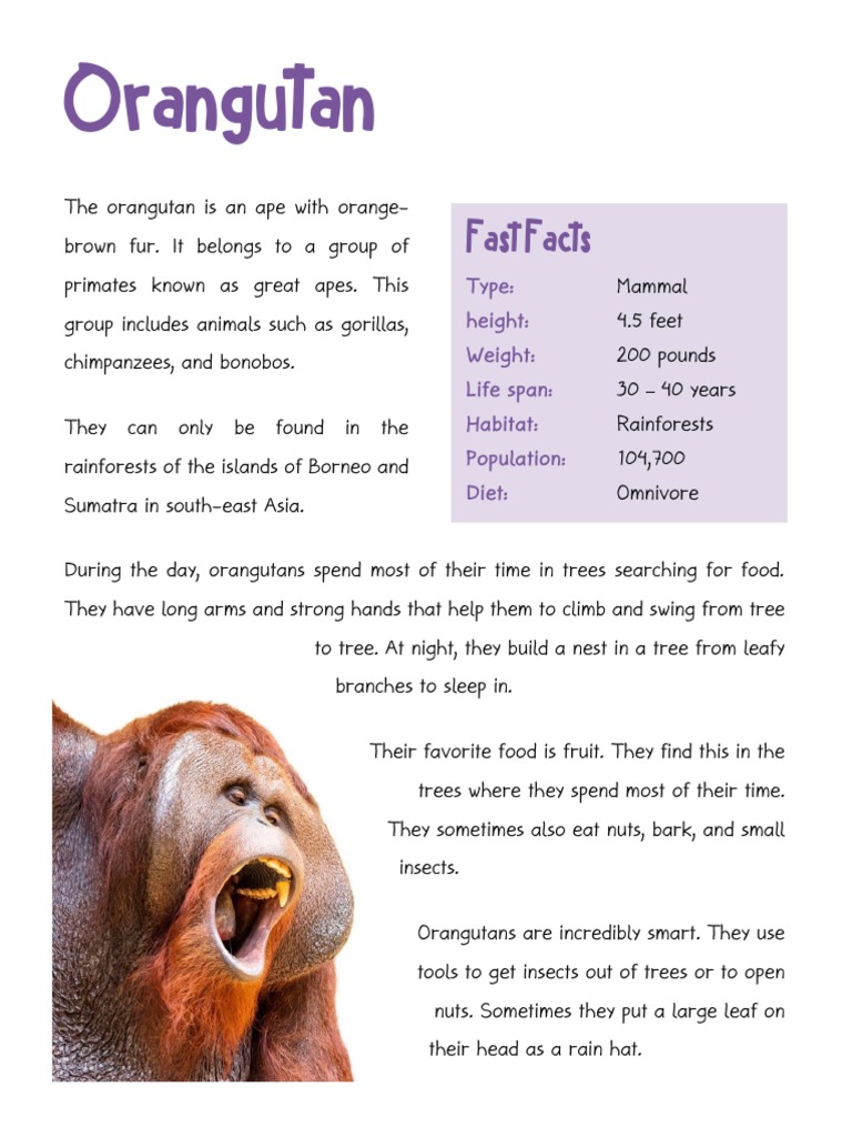 Orangutan: Fast Facts | PDF