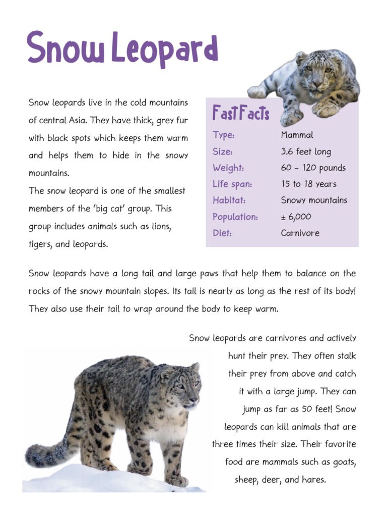 Snow Leopard: Fast Facts | Download Free PDF | Leopard | Zoology