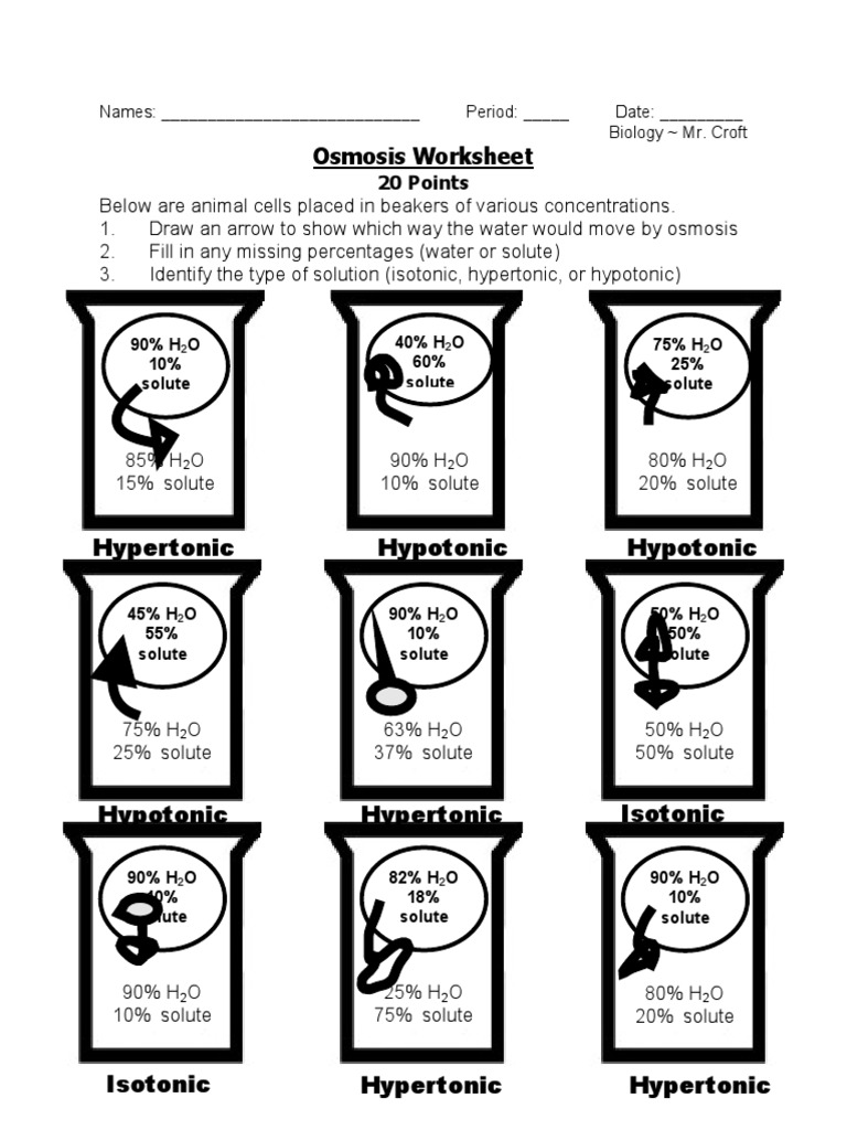 Osmosis Worksheet: Hypertonic Hypotonic Hypotonic | Download Free PDF ...