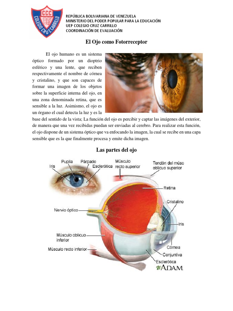 El Ojo Humano como Fotorreceptor | PDF | Ojo | Ojo humano