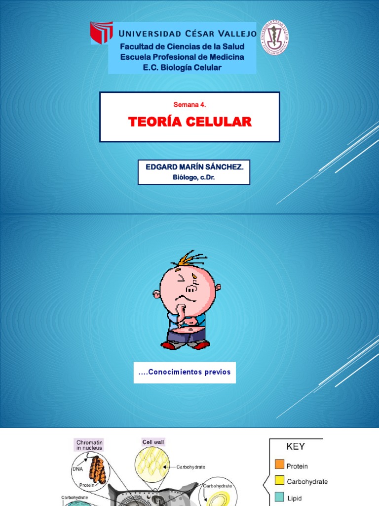 Teoría Celular: Estructura y Función | PDF | Biología Celular) | Mitosis