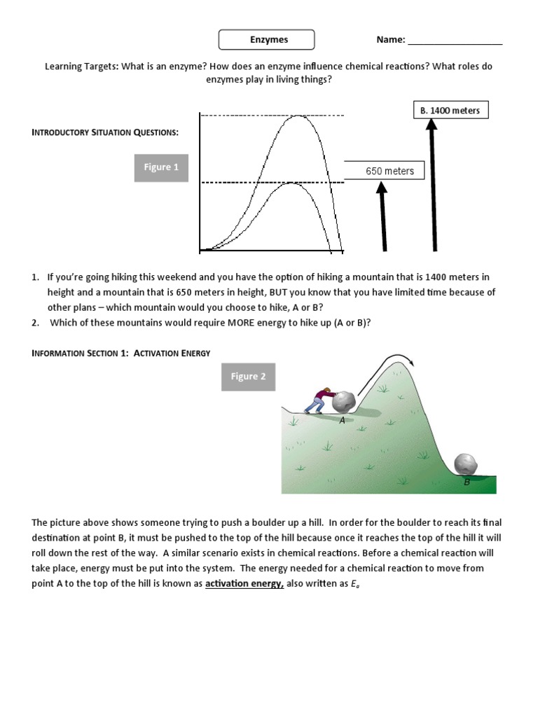 POGIL Enzyme Modified | PDF | Enzyme | Proteins