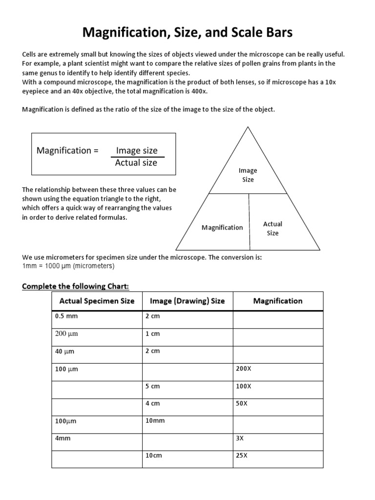 Magnification, Size, and Scale Bars | PDF | Optics | Natural Philosophy