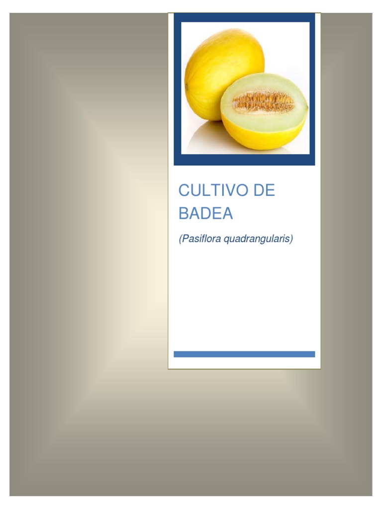 Badea Ficha | PDF | Plantas