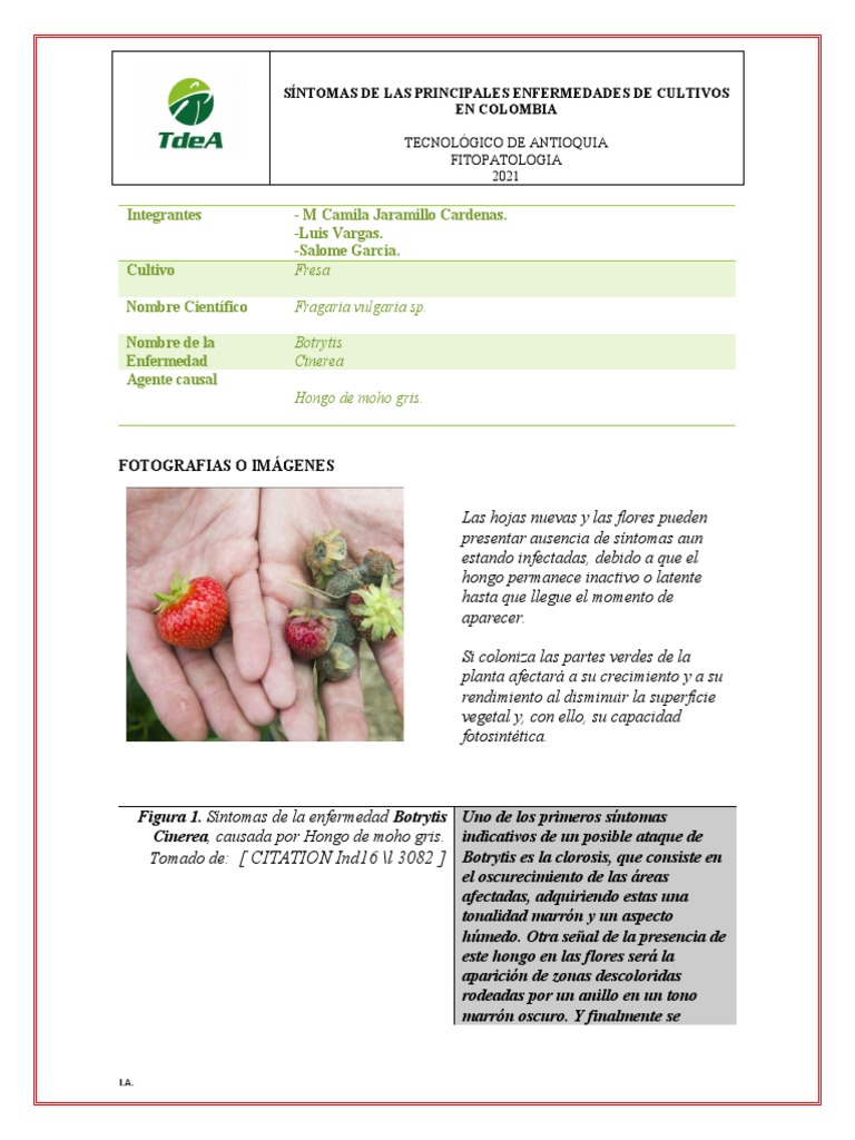 La Fresa y Los Hongos. | PDF | Patologia de planta | Hongo