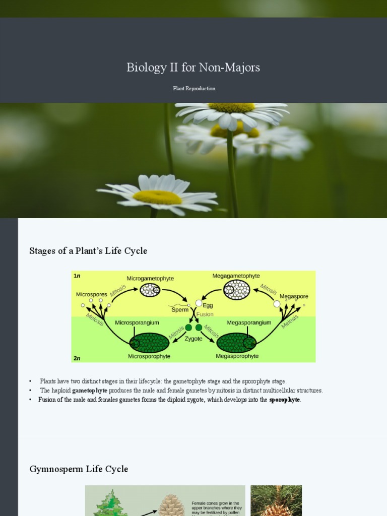 Plant Reproduction | PDF | Flowers | Sexual Reproduction