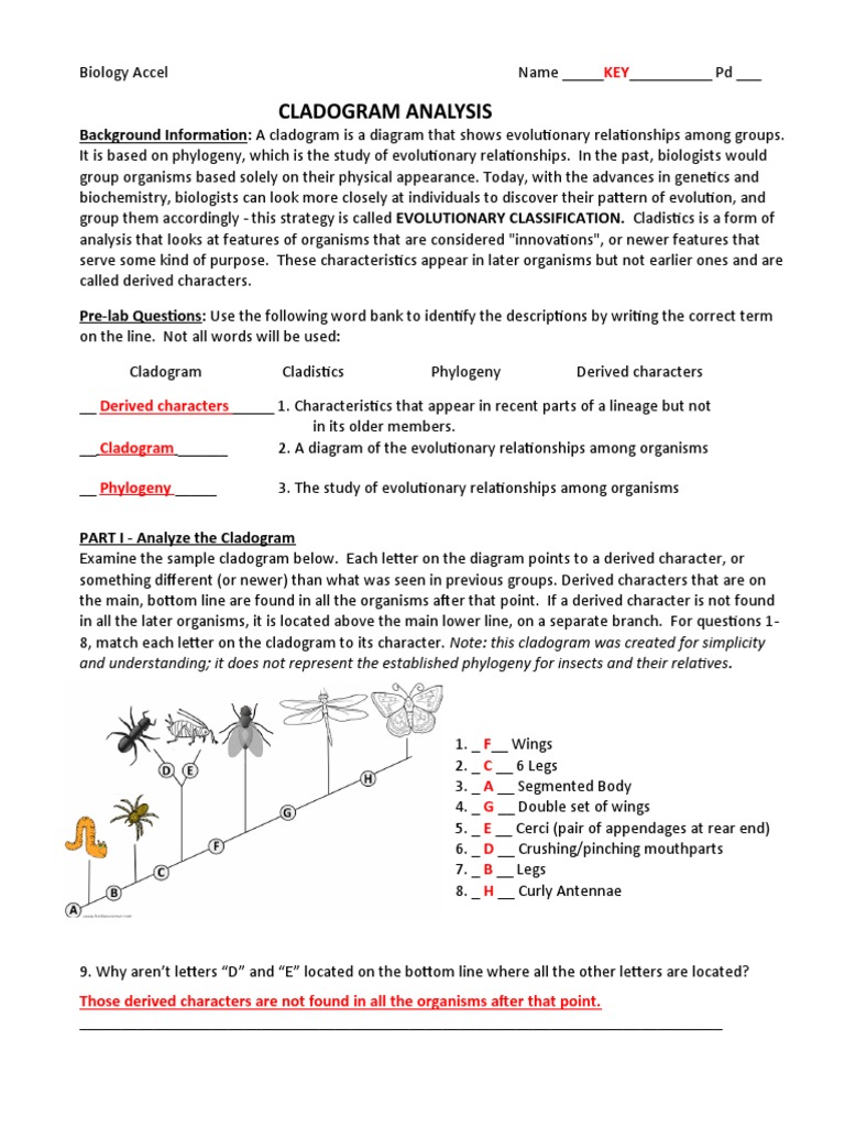 Cladogram Analysis Lab Key 2015-Cf | PDF | Phylogenetic Tree | Biology