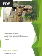 Ciclo de Vida de La Vaca | PDF | Vacas | Leche
