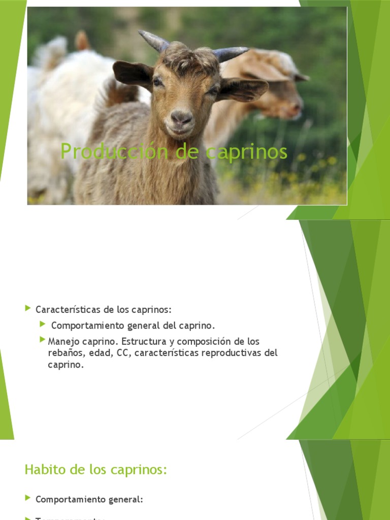 Producción de Caprinos | PDF | Parto | Cabra