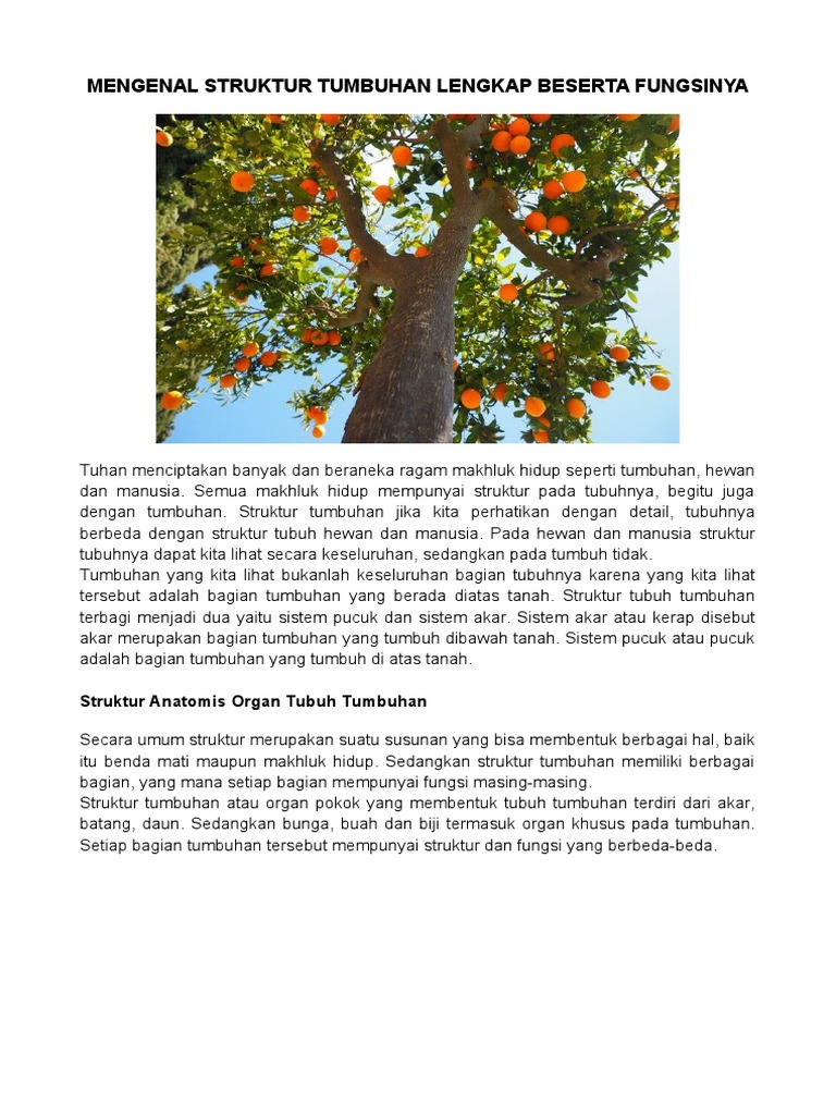 Mengenal Struktur Tumbuhan Lengkap Beserta Fungsinya | PDF | Sains ...