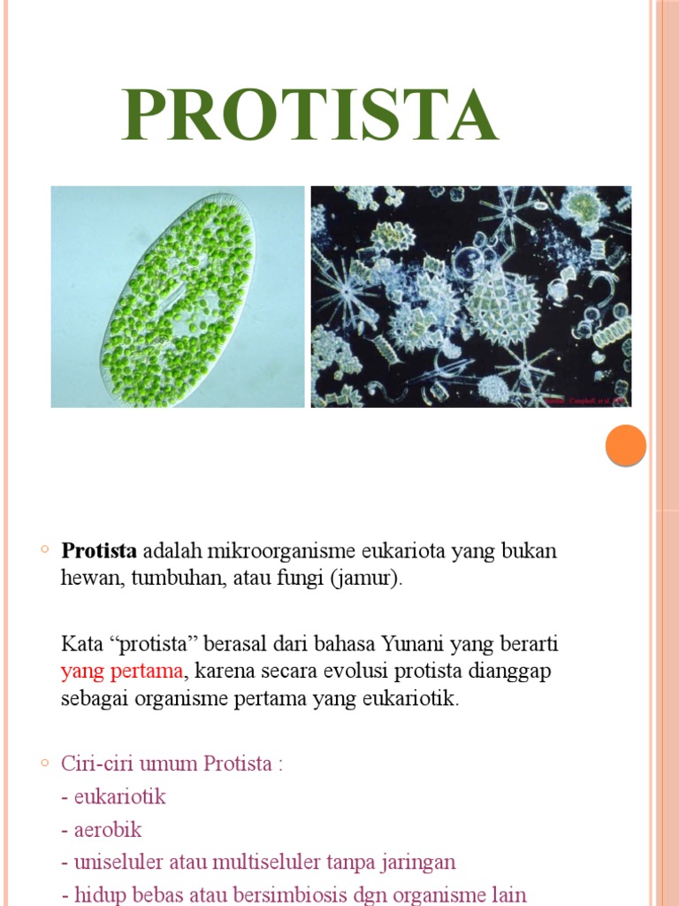 Protista Mirip Jamur | PDF