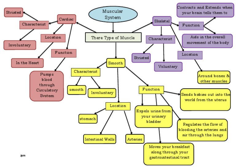 Muscular System Concept Map | PDF | Muscle | Artery