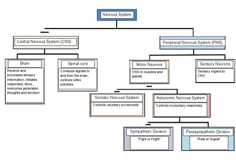 Nervous System Concept Map | PDF
