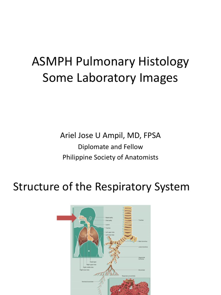ASMPH Pulmo Histo Lab Images | PDF | Respiratory Tract | Lung
