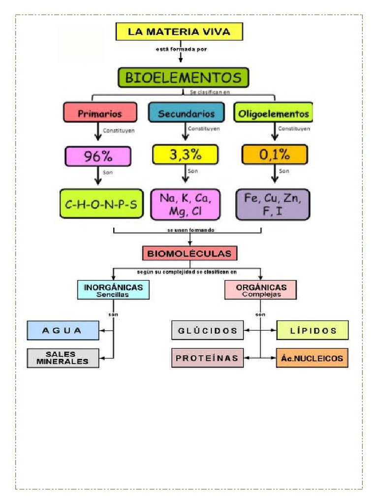 Mapa Conceptual Bioelementos y Biomoléculas. | PDF