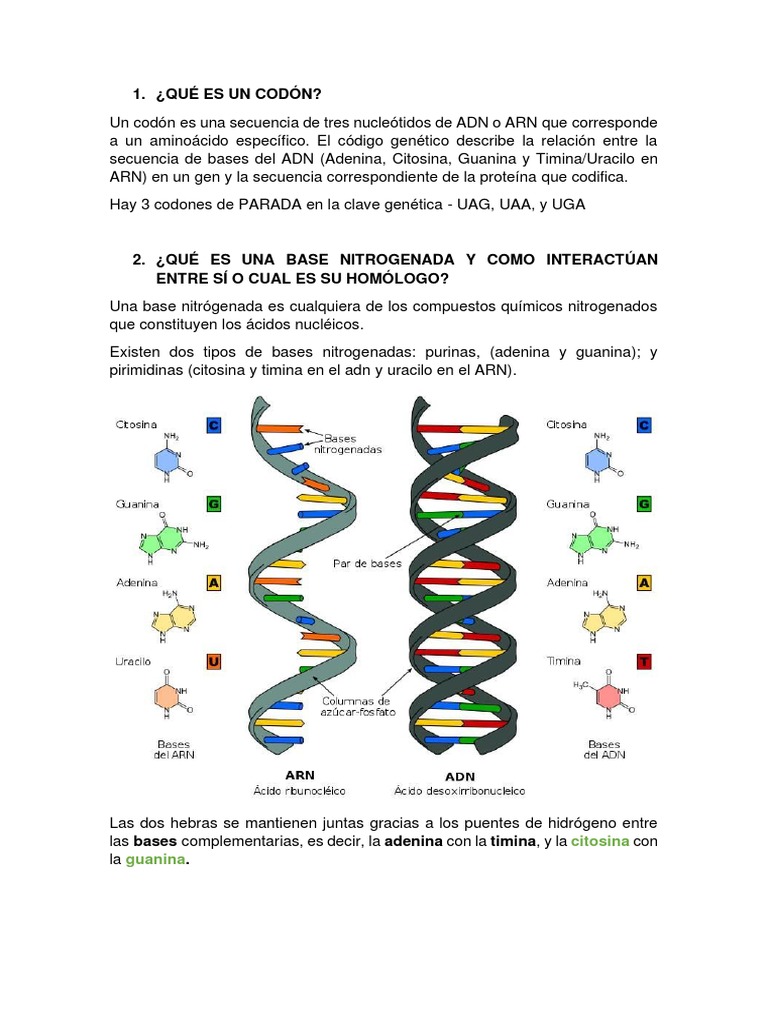 Qué Es Un Codón | PDF | Adn | Rna