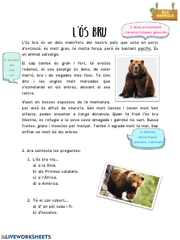 L'ós Bru | PDF