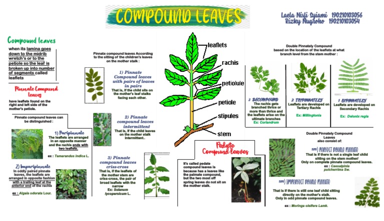 6 Pinnate | PDF | Leaf | Botany