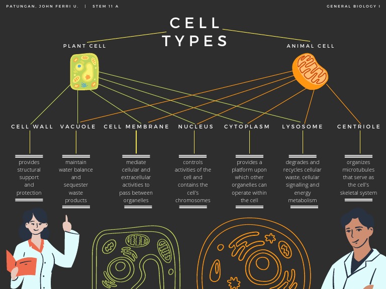 Cell Types | PDF