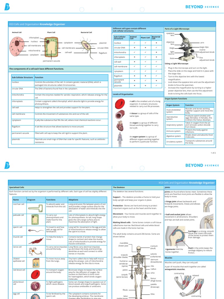 KS3 Cells and Organisation Overview | PDF | Cell (Biology) | Human Body