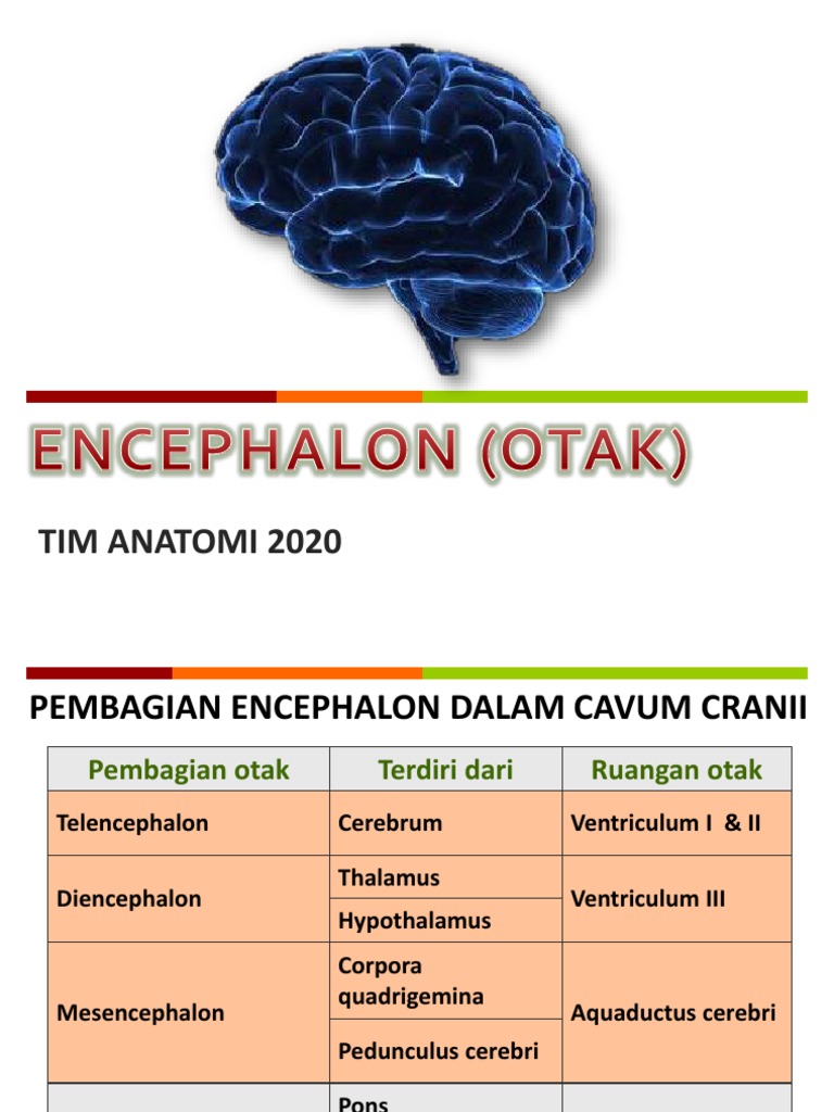 Mesencephalon, Diencephalon, Dan Telencephalon | PDF