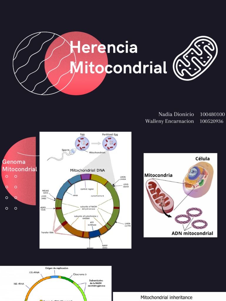 Herencia Mitocondrial | PDF