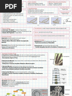 Flow Chart For Bacterial Identification | PDF