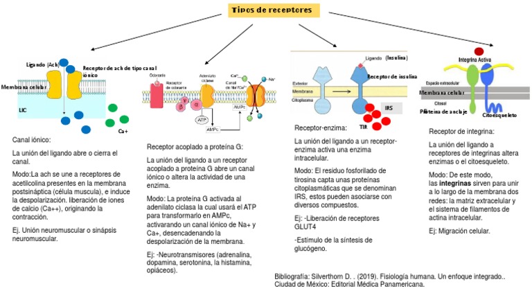 Tipos de Receptores Mapa | PDF | Receptor (Bioquímica) | Sinapsis