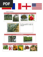 14 Plantas Medicinales de Tabasco | PDF