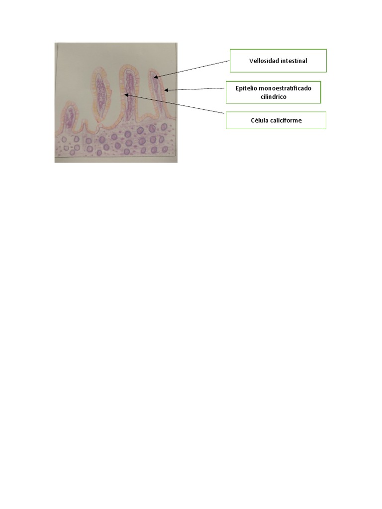 Vellosidad Intestinal | PDF | Ciencia y matemáticas