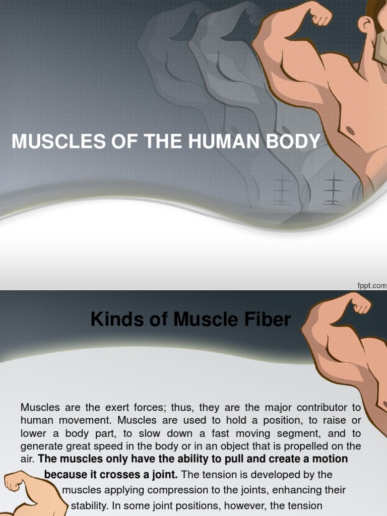 Muscles of The Human Body PDF | PDF | Anatomical Terms Of Motion | Muscle