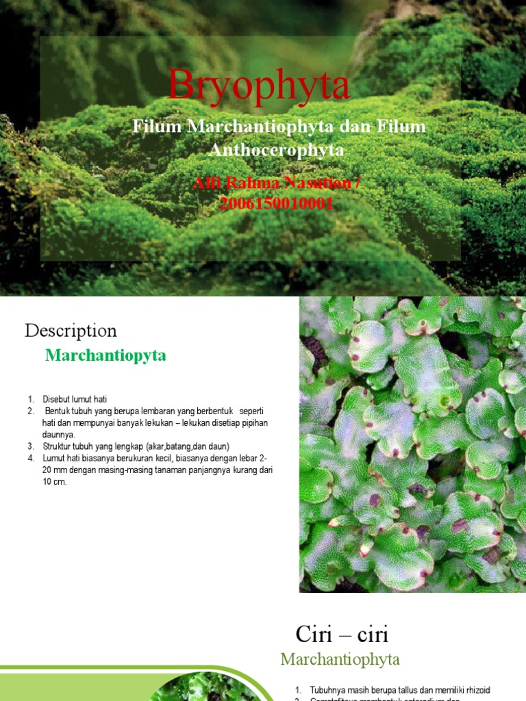 Marchantiophyta Dan Anthocerophyta - Alfi Rahma | PDF