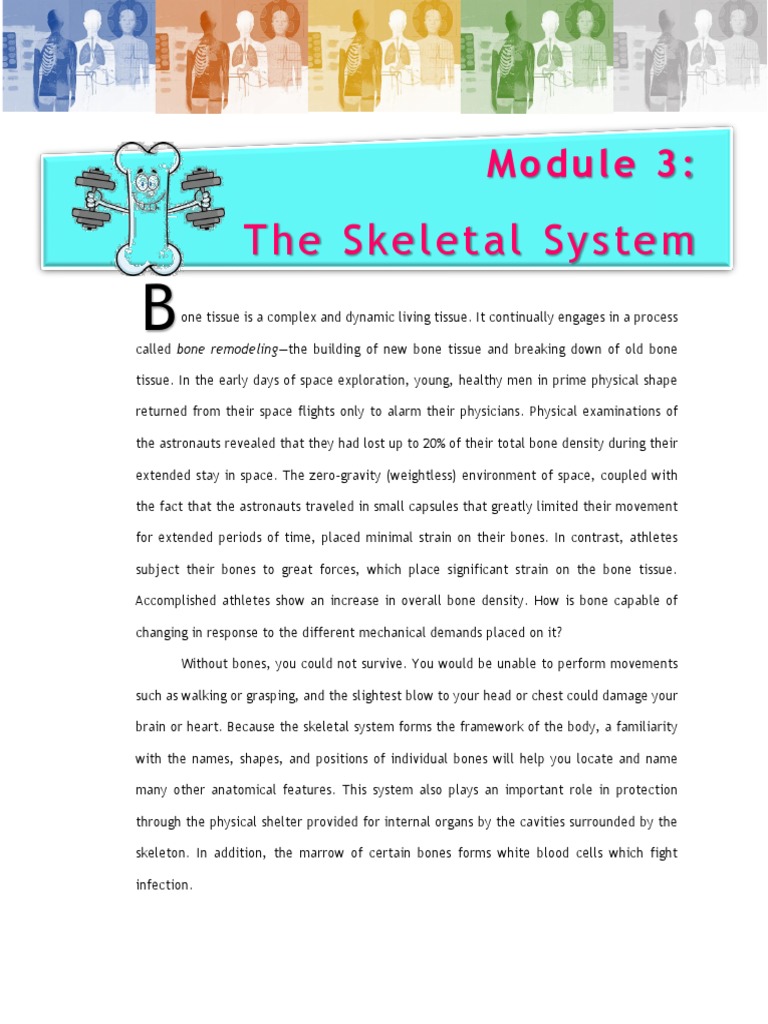 Skeletal System Introduction | PDF | Bone | Skeleton
